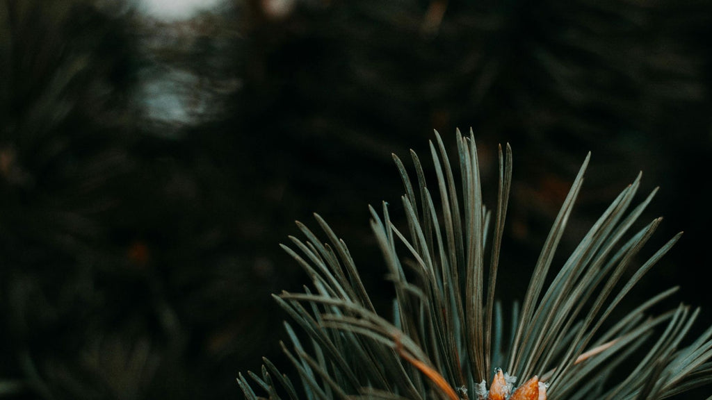 Fragrance - Sapin + Fleur de cactus | SOJA&CO.